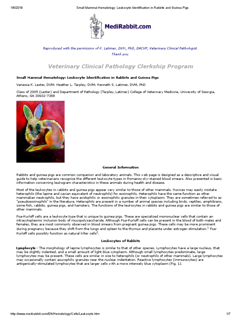 Small Mammal Hematology - Leukocyte Identification in Rabbits and ...