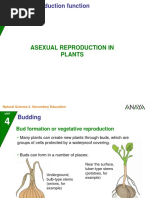 Presentation1 EPP6 (Edited) | PDF | Root | Vegetables