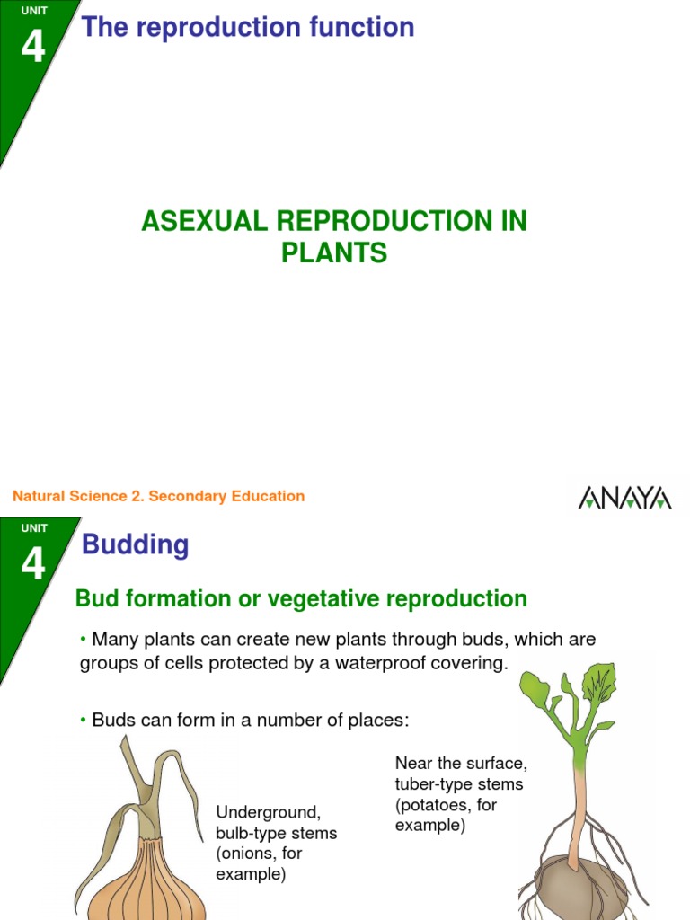 Asexual Reproduction in Plants | PDF