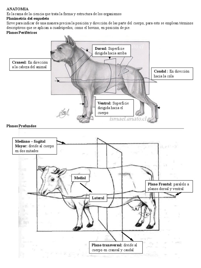 Anatomía y Esqueleto del Bovino | PDF | Articulación | Tórax