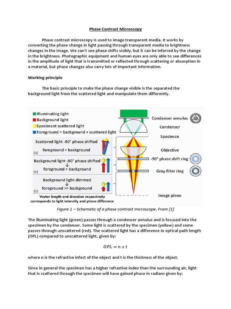 Phase Contrast Micros | PDF | Microscopy | Optics