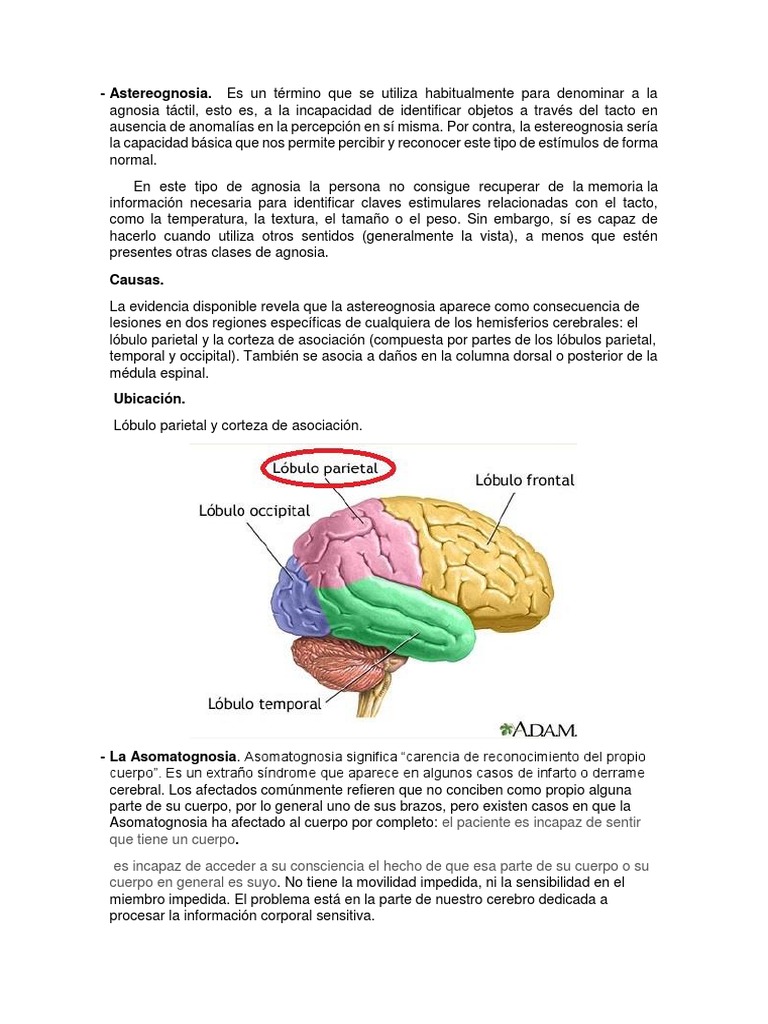 Identificación y reconocimiento del propio cuerpo: Astereognosia y ...