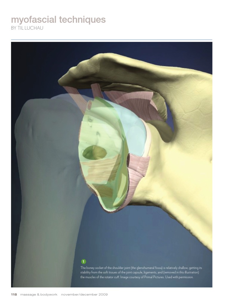 The Rotator Cuff Myofascial Techniques Pdf Shoulder Elbow