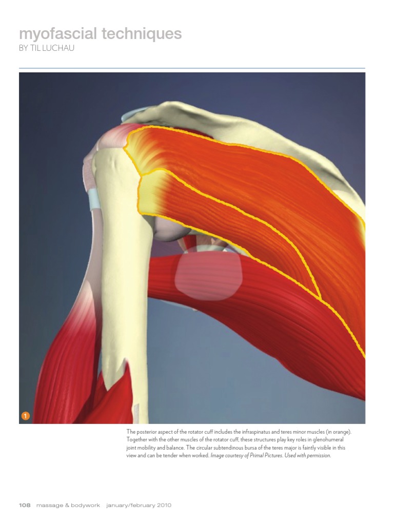 The Rotator Cuff Frozen Shoulder Part Ii Myofascial Techniques