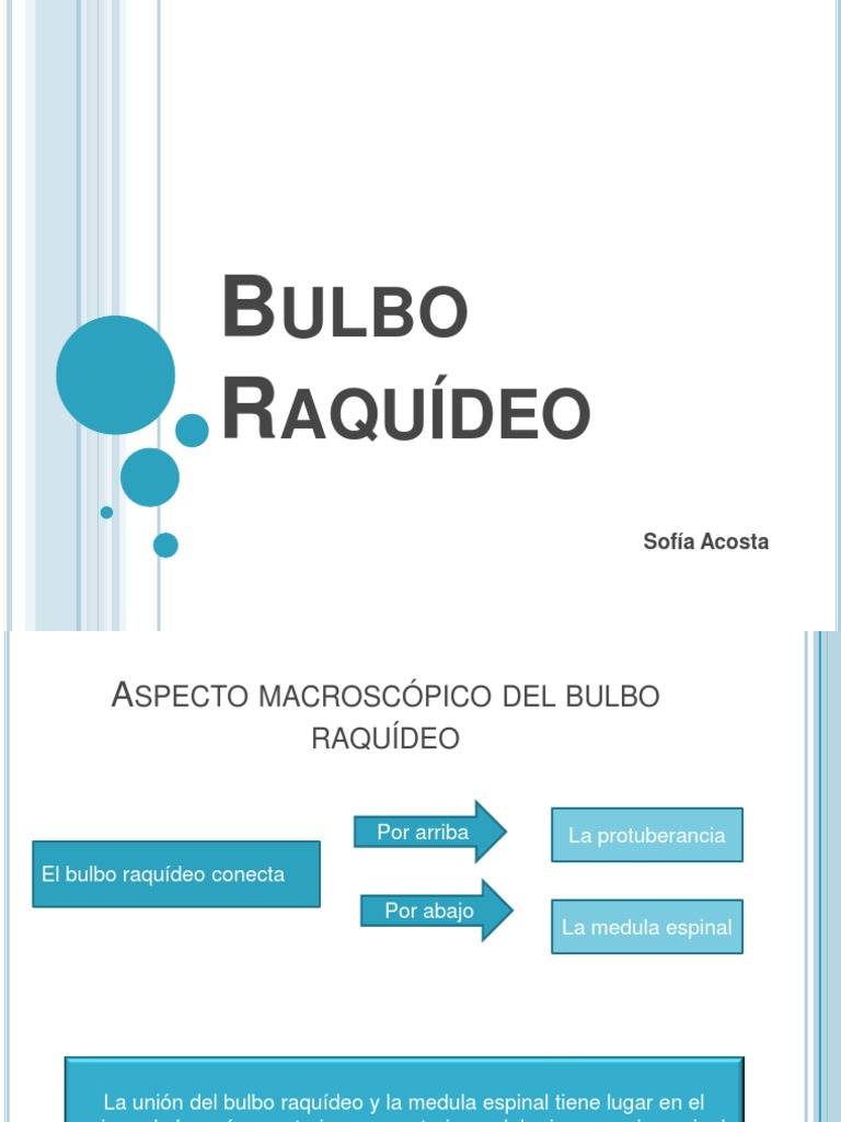 Bulbo raquídeo: estructura, niveles y funciones | PDF | Anatomía ...