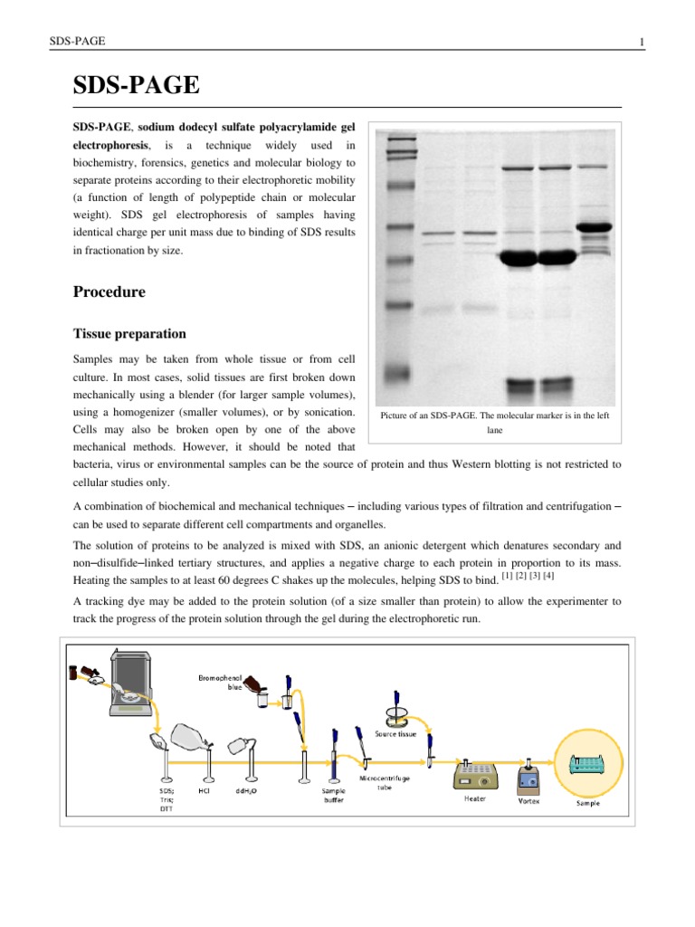 sds page | Polyacrylamide Gel Electrophoresis | Gel Electrophoresis