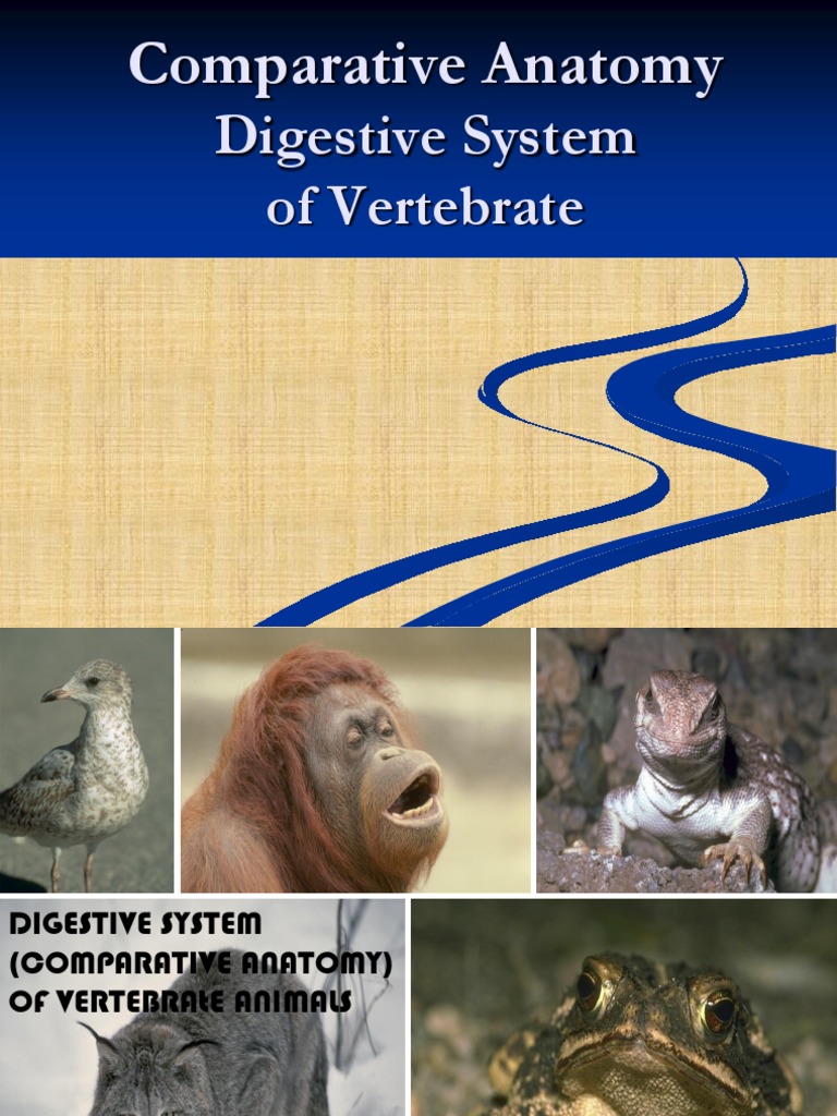 DIGESTIVE SYSTEM of VERTEBRATE-COMPARATIVE ANATOMY | PDF ...