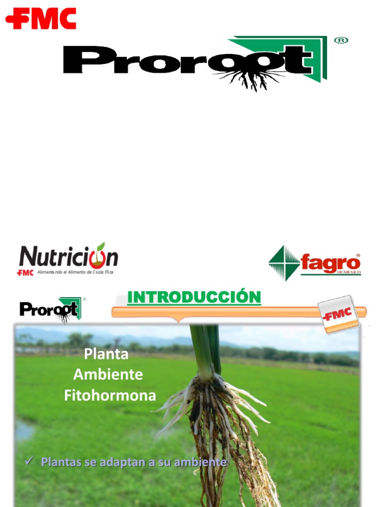 Proroot Arroz Finca El Progreso 2013 PDF | PDF | Auxina | Plantas