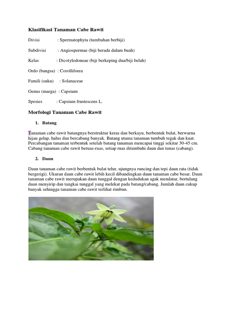 Klasifikasi Tanaman Cabe Rawit | PDF