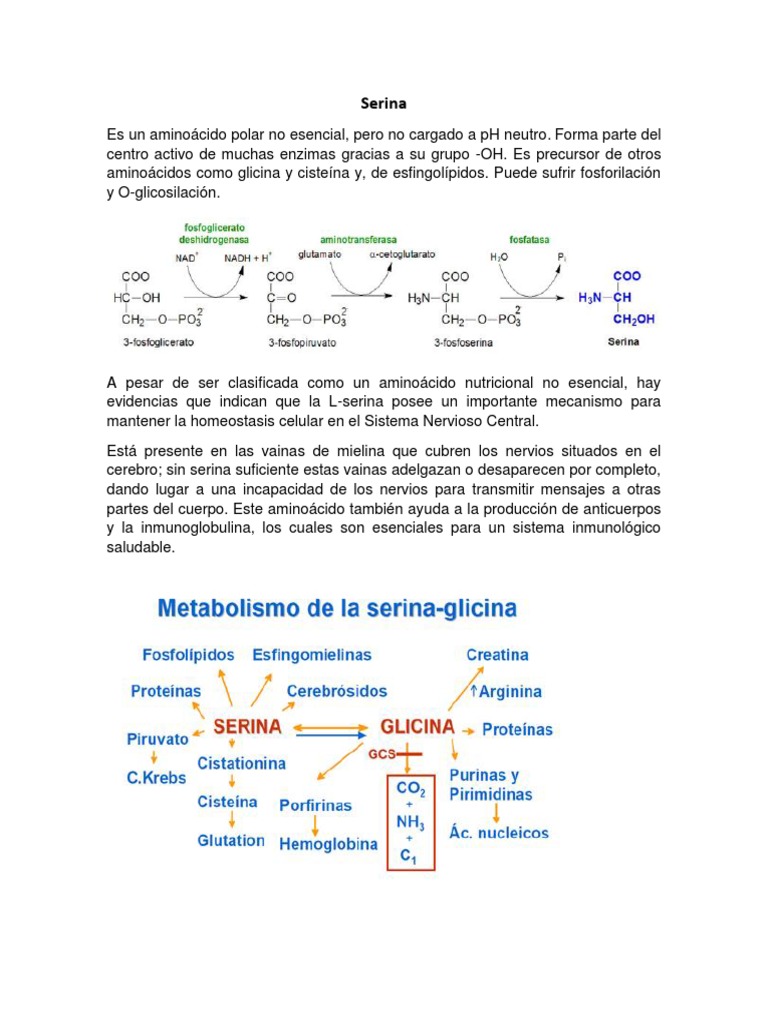 Funciones de la Serina en el Cuerpo | PDF