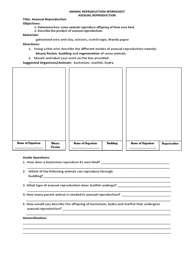 Animal Reproduction Worksheet | PDF | Reproduction | Sexual Reproduction