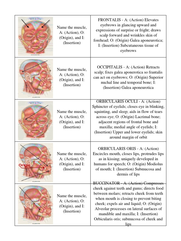 AP Muscles | PDF | Elbow | Vertebral Column