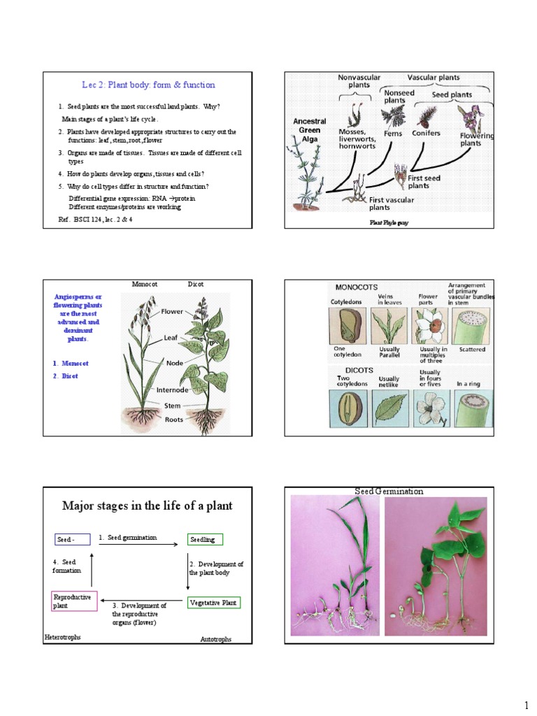 Plant Structure, Growth and Development | Download Free PDF | Tissue ...