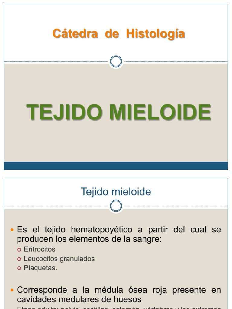 Tejido Mieloide Clase 1 | PDF | Hematopoyesis | Macrófago