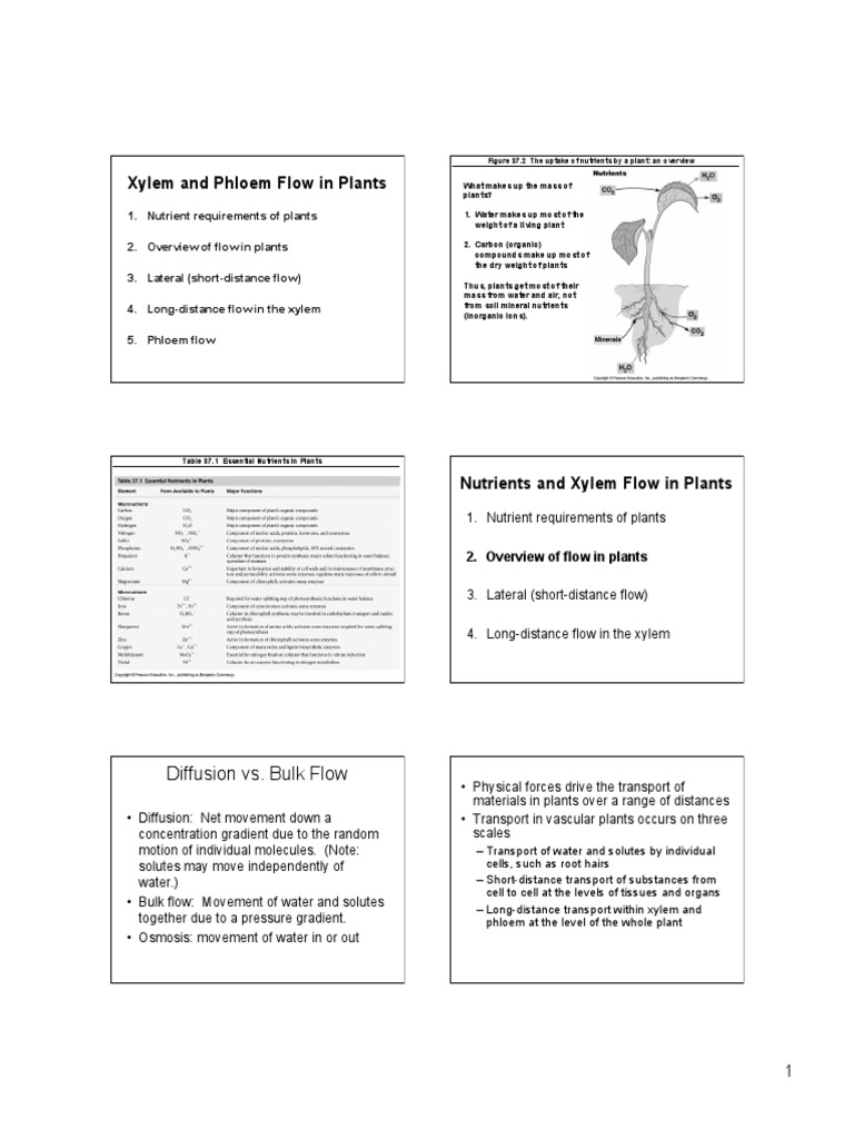 Xylem and Phloem Flow in Plants: Diffusion vs. Bulk Flow | PDF ...