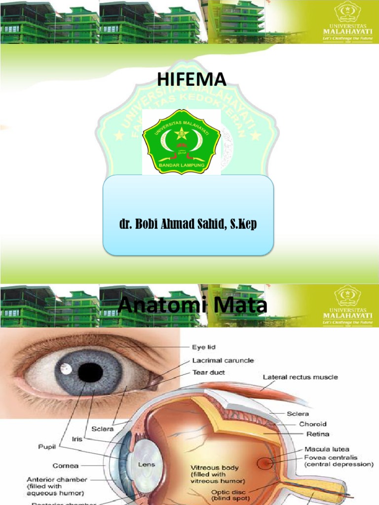 Hifema | PDF | Facial Features | Visual System