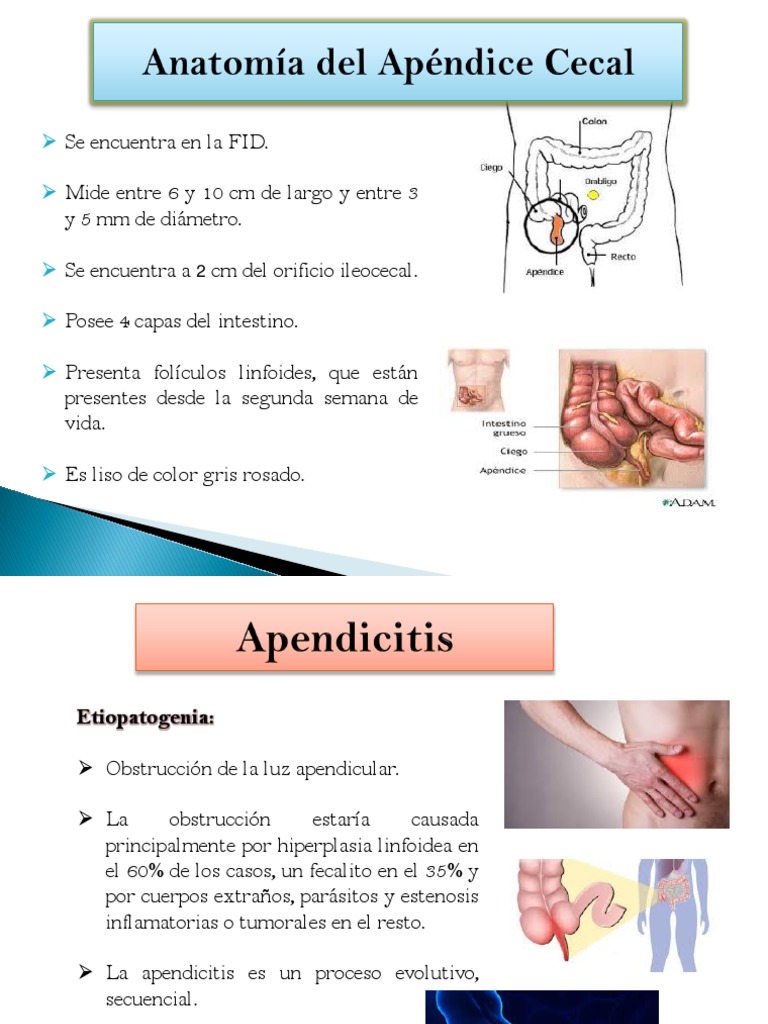 Anatomía Del Apéndice Cecal | Rtt | Ciencias de la Salud