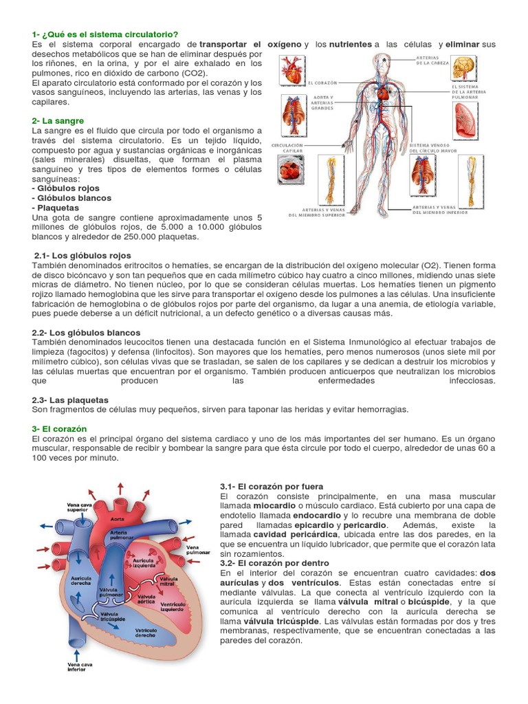 Sistema Circulatorio: Guía para Niños | PDF | Corazón | Sistema ...