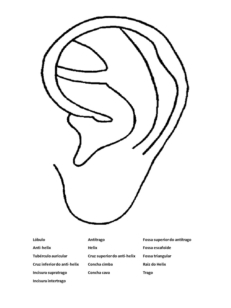 Anatomia da Orelha Externa | PDF | Clássicos