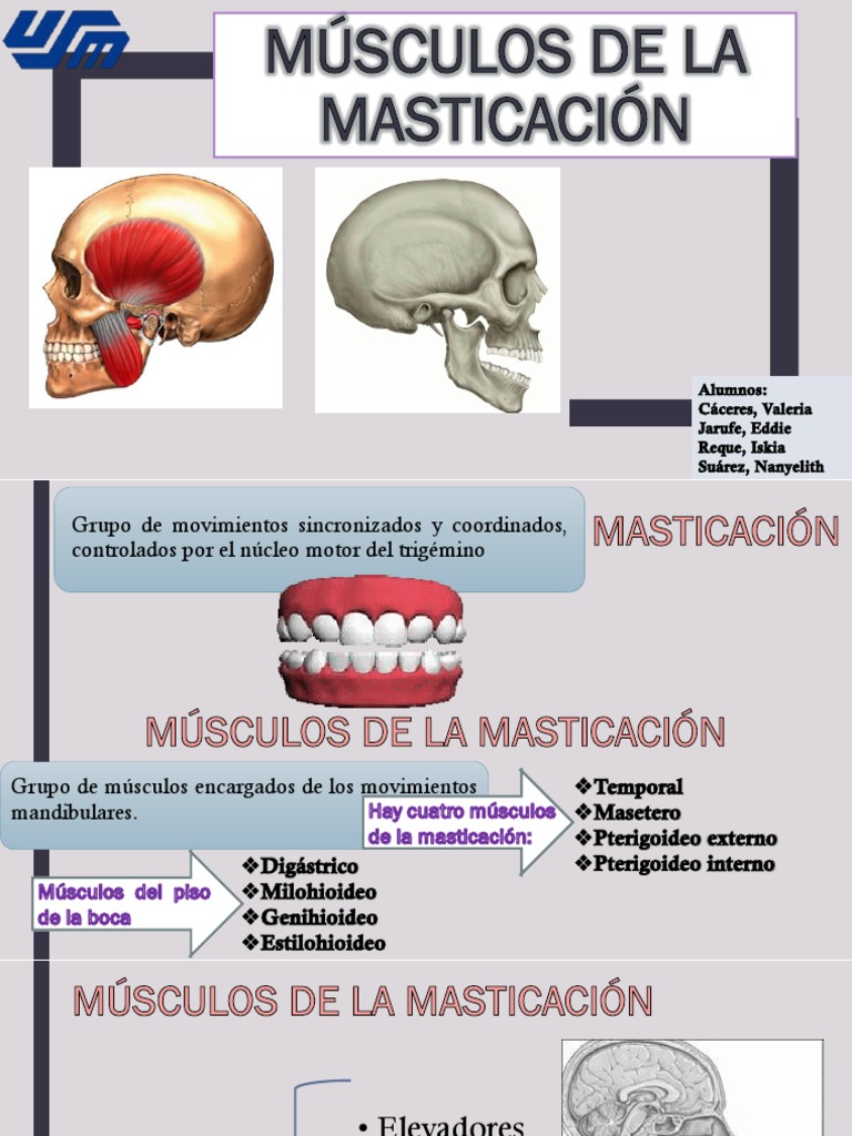 Músculos de La Masticación | PDF | Anatomía humana | Tejido suave