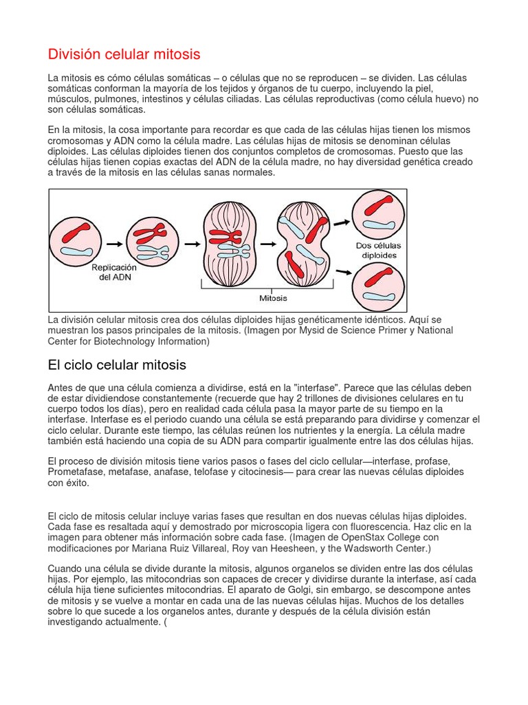 División Celular Mitosis y Meiosis | PDF | Mitosis | Mitosis