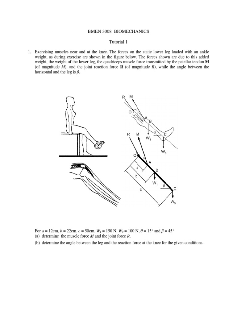 Bmen 3008 Biomechanics Tutorial 1 | PDF