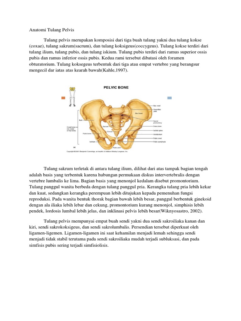 Anatomi Tulang Pelvis & Femur | PDF