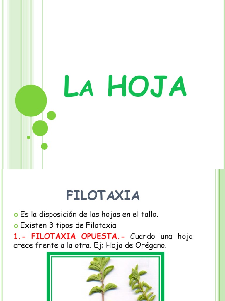 Clase 7 Hoja Filotaxia | PDF | Hoja | Cilantro