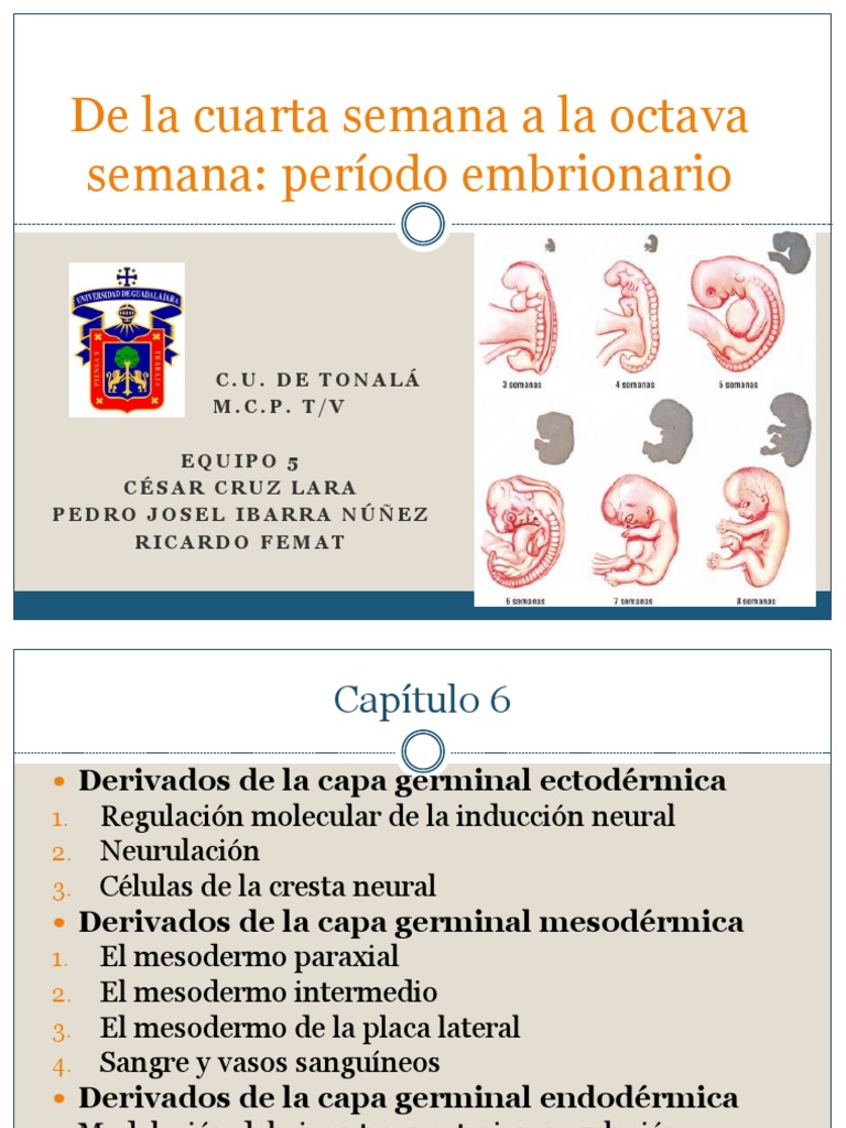 Embriogenesis de La Cuarta Semana A La Octava Semana | PDF | Zoología | Tejido (biología)