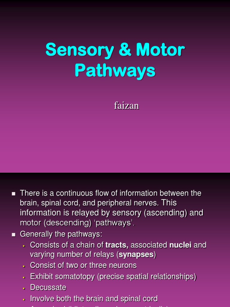 Sensory Pathway | PDF | Spinal Cord | Somatosensory System