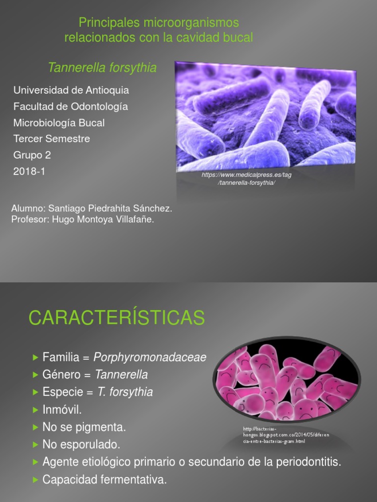 Tannerella Forsythia | PDF | Microbiología | Especialidades Medicas