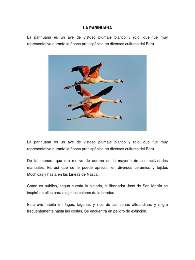 La Parihuana | PDF | Aves | Perú