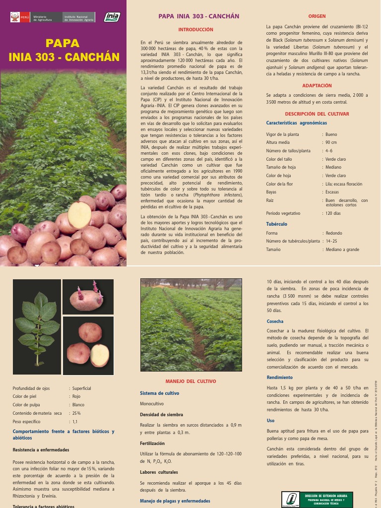 02 Papa Inia 303 Canchan PDF | PDF