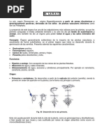 Raiz Axonomorfa | PDF | Raíz | Tallo de la planta