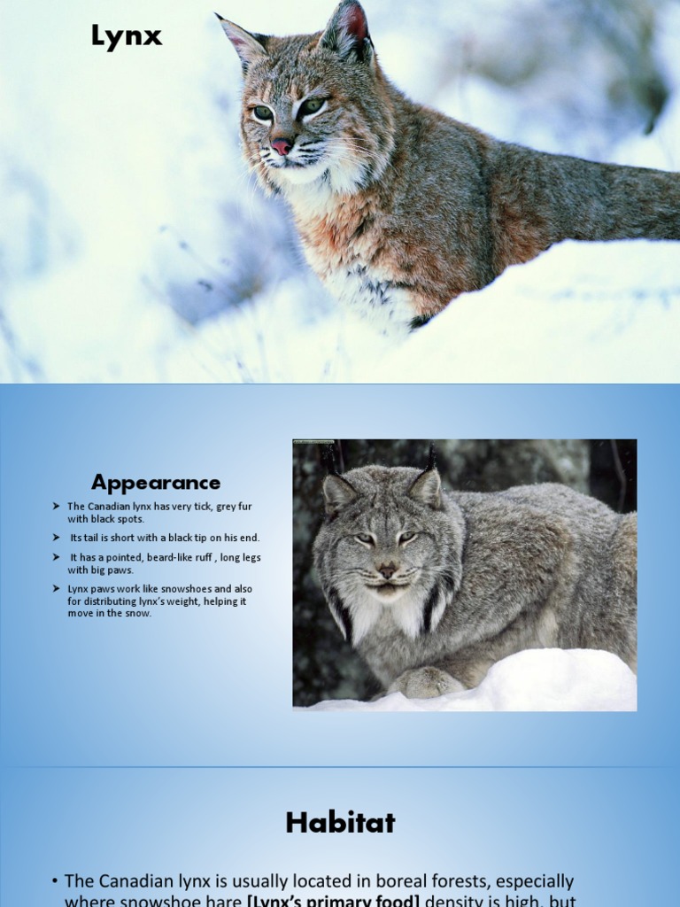 Lynx Presentation | PDF | Fauna | Organisms
