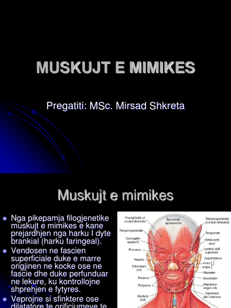 Muskujt e Mimikes Dhe Te Pertypjes 2 | PDF