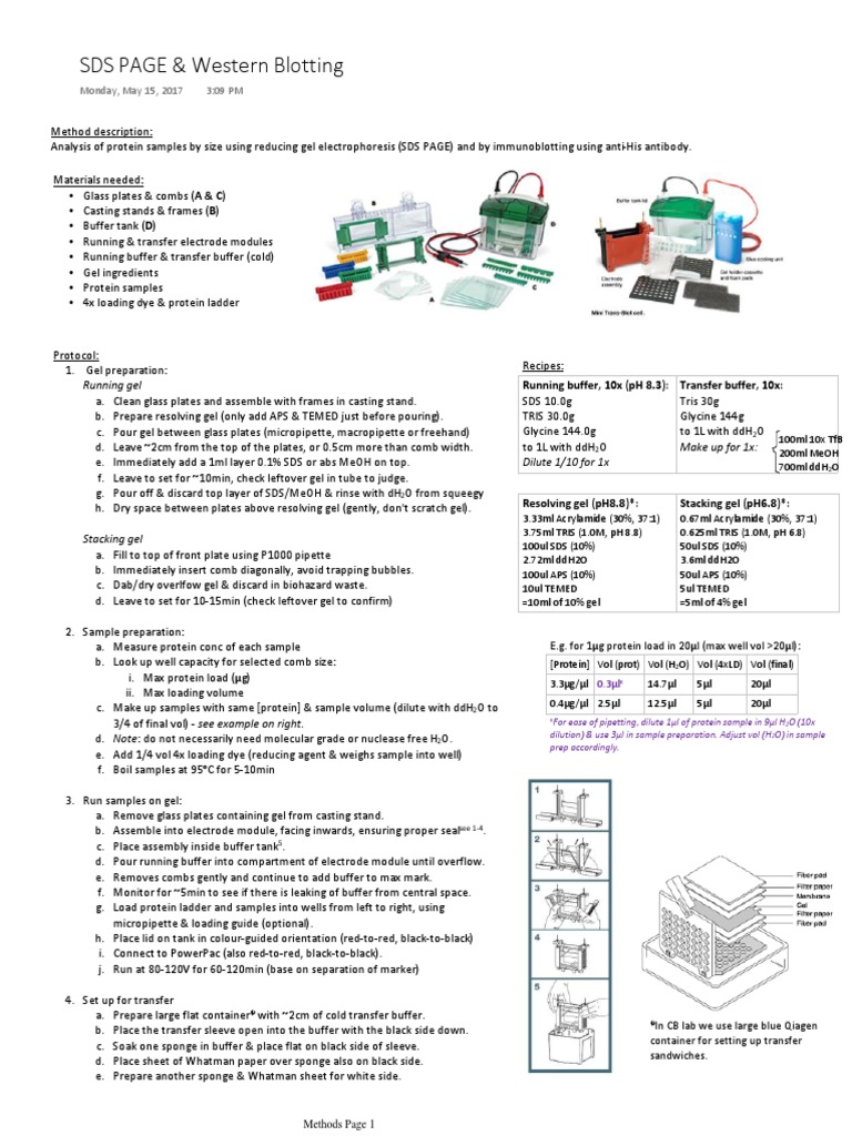 SDS-PAGE and Western Blot Protocol | PDF | Gel Electrophoresis ...