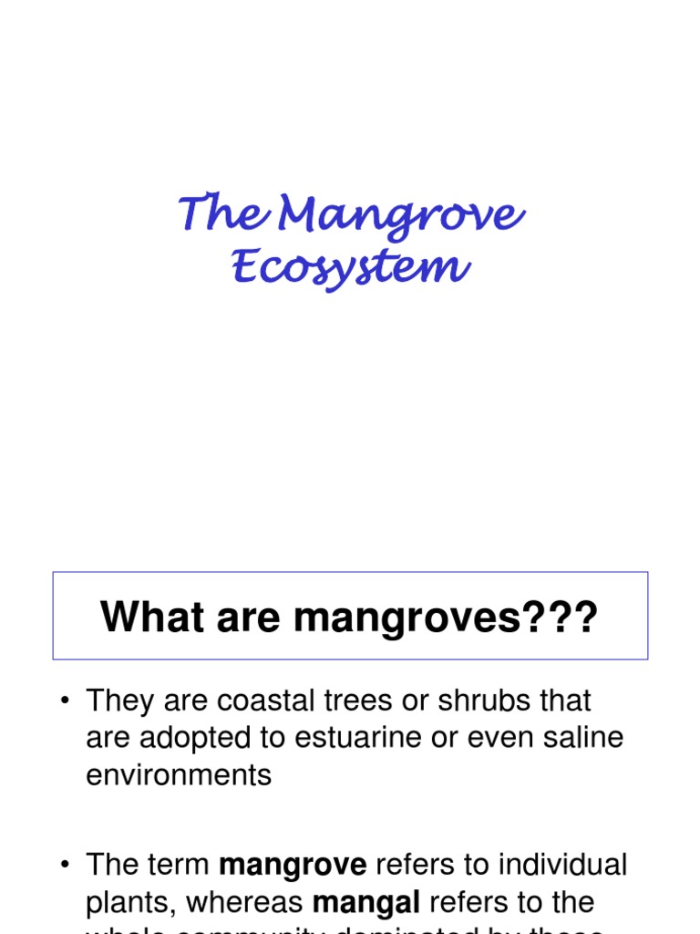 Mangrove Ecosystem Overview | PDF | Mangrove | Leaf