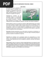 Anatomia y Fisiologia de Aparato Reproductor Del Gallo | PDF | Salud y ...