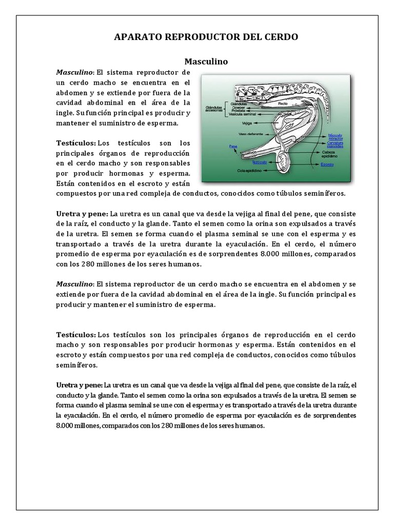 Aparato Reproductor Del Cerdo Hembra y Macho | PDF | Semen | Testículo