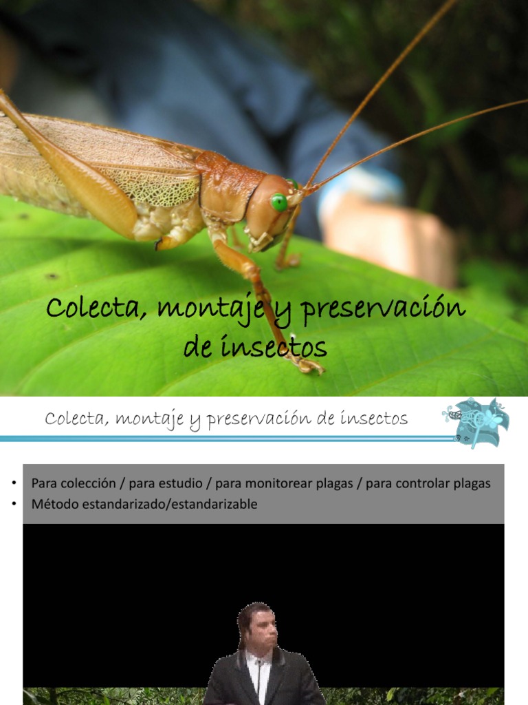 Colecta, Montaje y Preservación de Insectos | PDF | Artrópodos ...