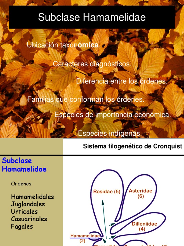 Subclase Hamamelidae | PDF | castaña | Ramas de la botánica