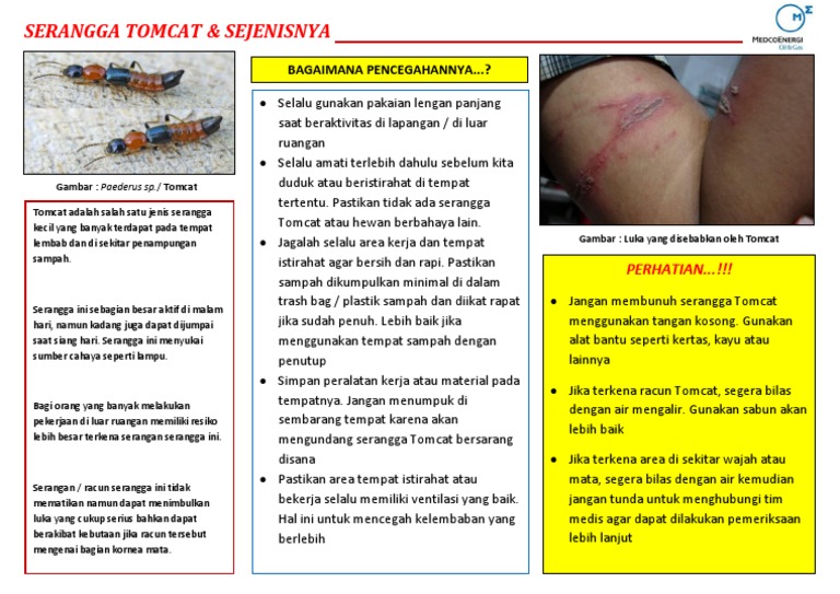 PREVENTING TOMCAT BUGS AND THE LIKE | PDF