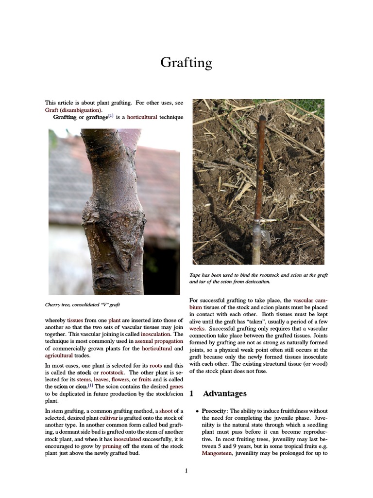 Grafting | PDF | Grafting | Plant Reproduction