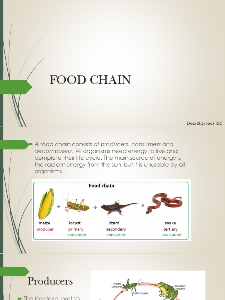 Food Chain: Producers to Decomposers | PDF