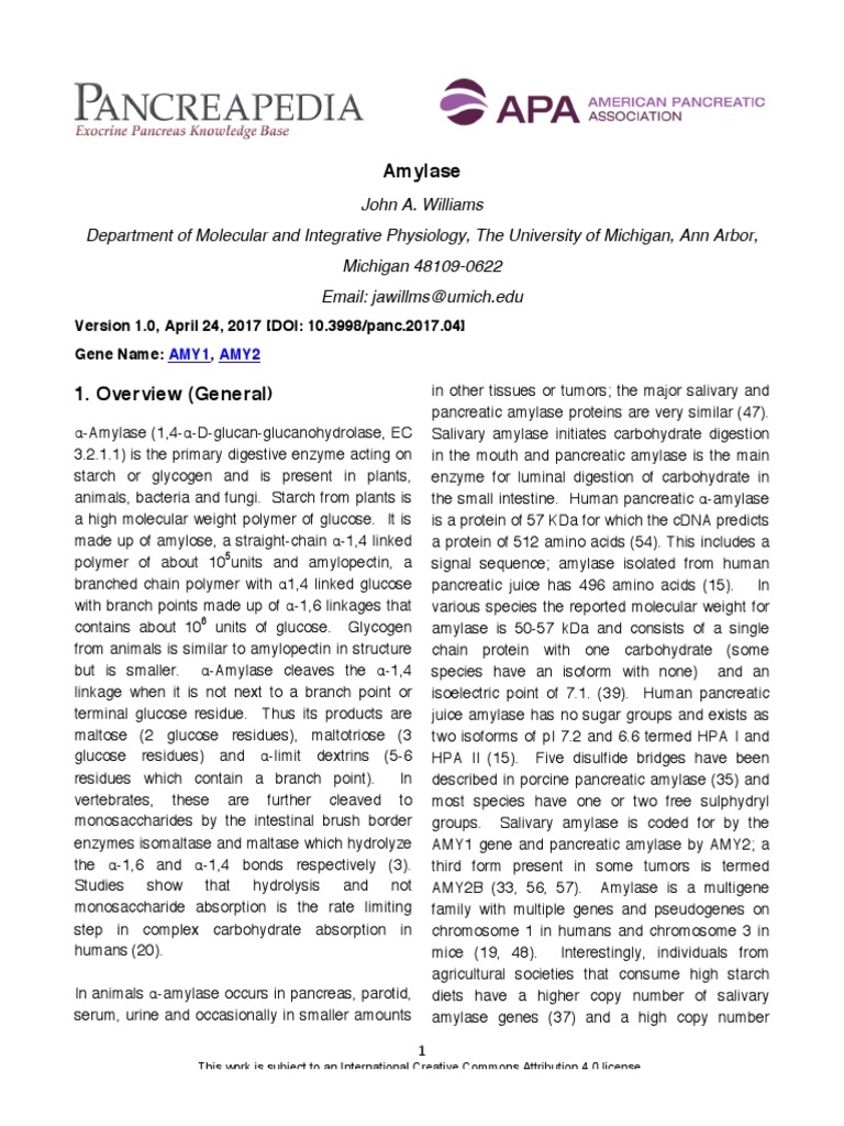 Amylase | PDF | Pancreas | Digestion