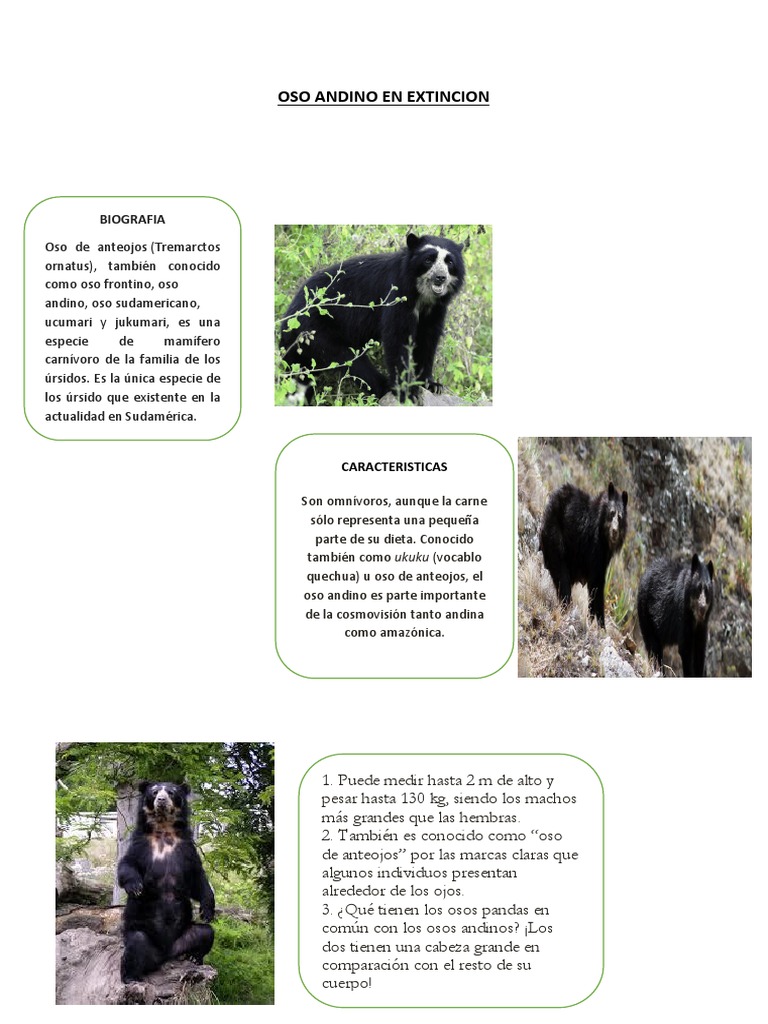 Oso Andino en Extincion | PDF | Osos | Organismos