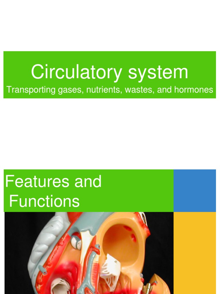 Circulatory system: Transporting gases, nutrients, wastes, and hormones ...