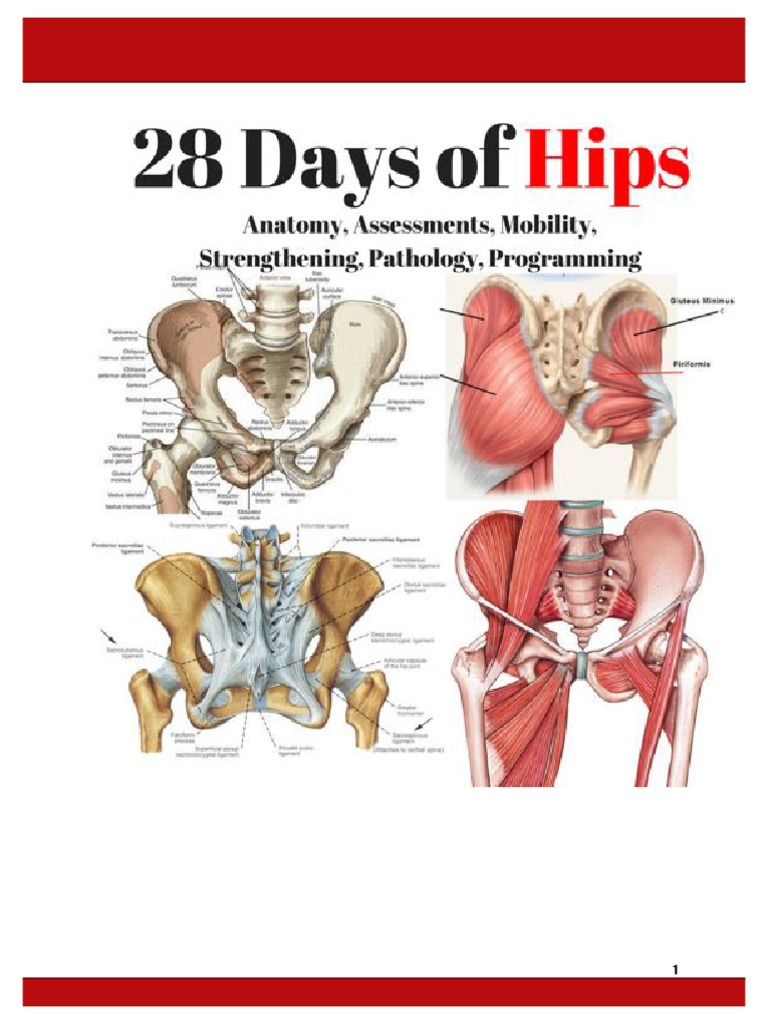 Hip Joint PDF | PDF | Hip | Anatomical Terms Of Motion