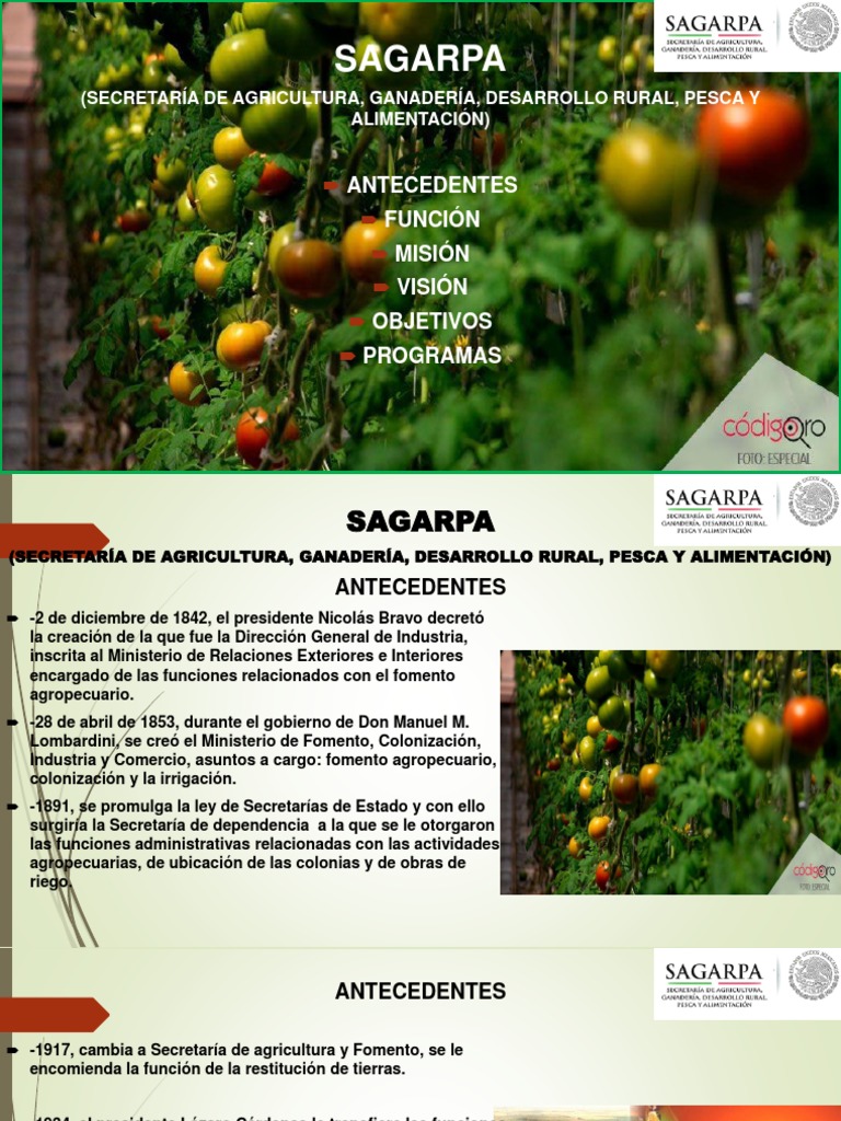 SAGARPA - PPTX (Autoguardado) - 1 | PDF | Agricultura | Área rural